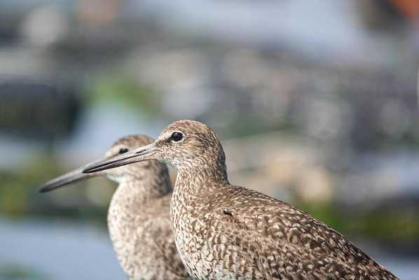 Great Marsh Kayak Tours - Cape Cod
