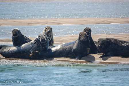 Great Marsh Kayak Tours - Cape Cod