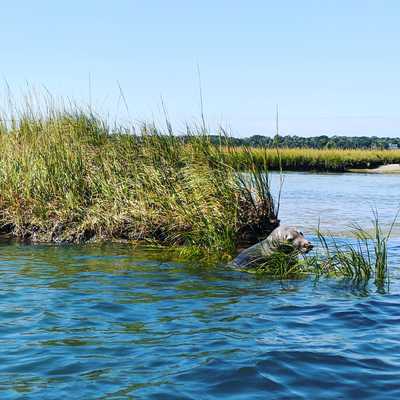Great Marsh Kayak Tours - Cape Cod