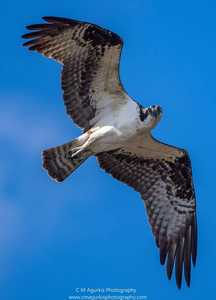Great Marsh Kayak Tours - Cape Cod